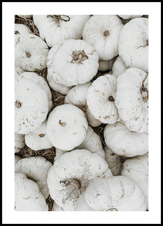 Witte pompoenen oogstposter | Posterbox