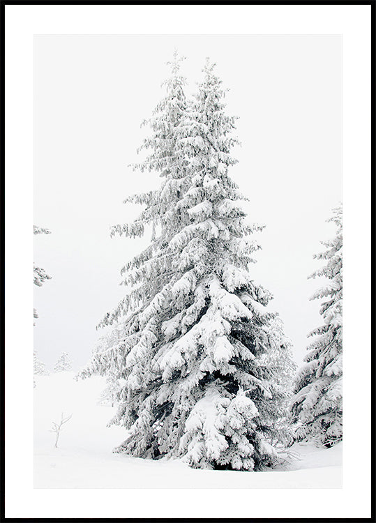Met sneeuw bedekte pijnbomen poster